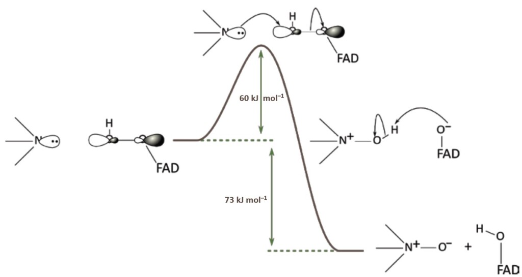 N- and S-oxidation model of the flavin-containing monooxygenases ...
