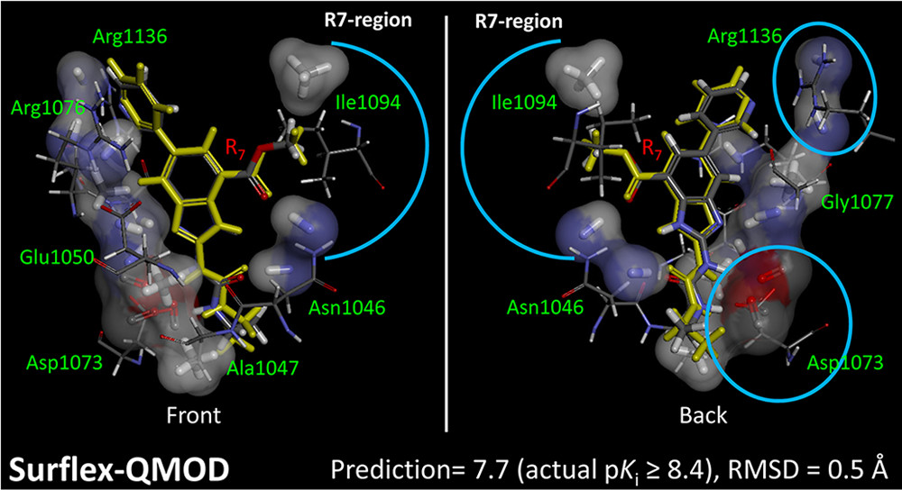 Iterative refinement of a binding pocket model: active computational steering of lead ...