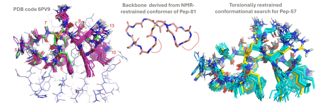 Macrocycle peptide optimisation - Optibrium